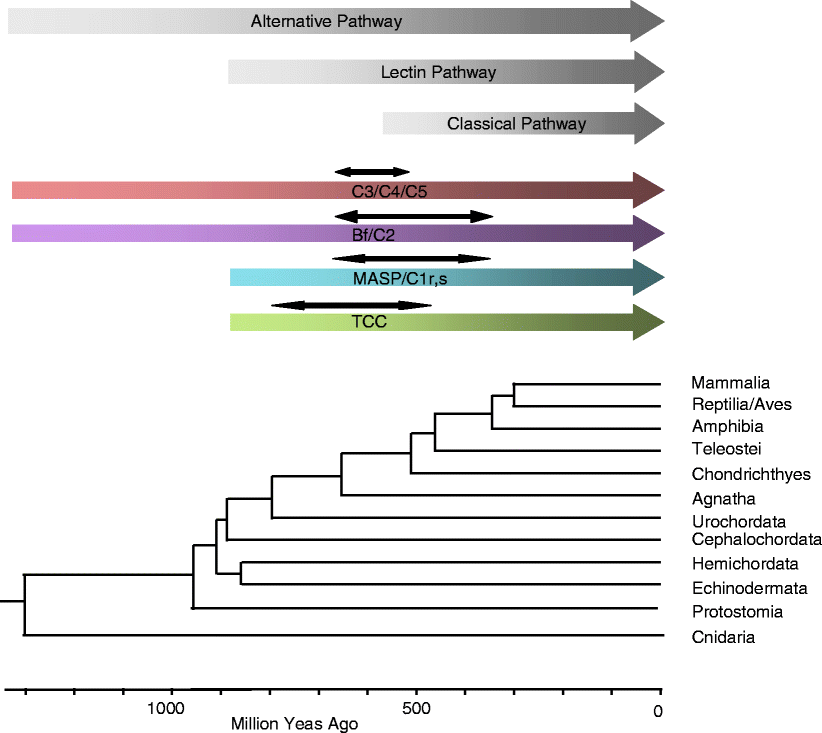 Genomic view of the evolution of the complement system | SpringerLink