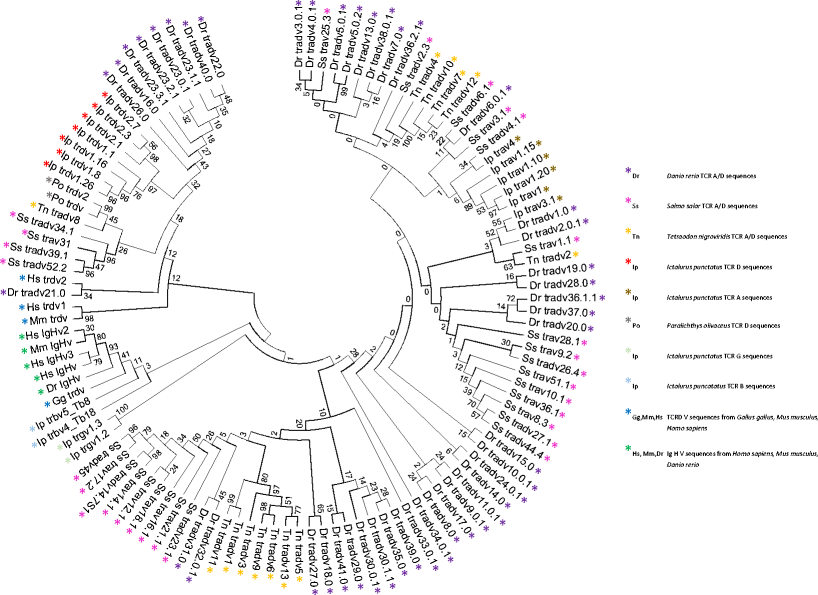 Genomic organization of the zebrafish ( Danio rerio) T cell receptor ...