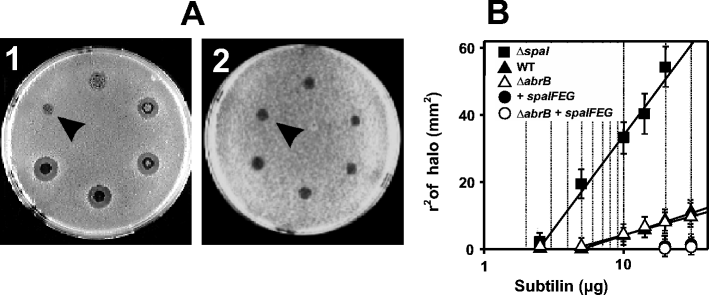 Engineering Bacillus subtilis ATCC 6633 for improved production of the ...