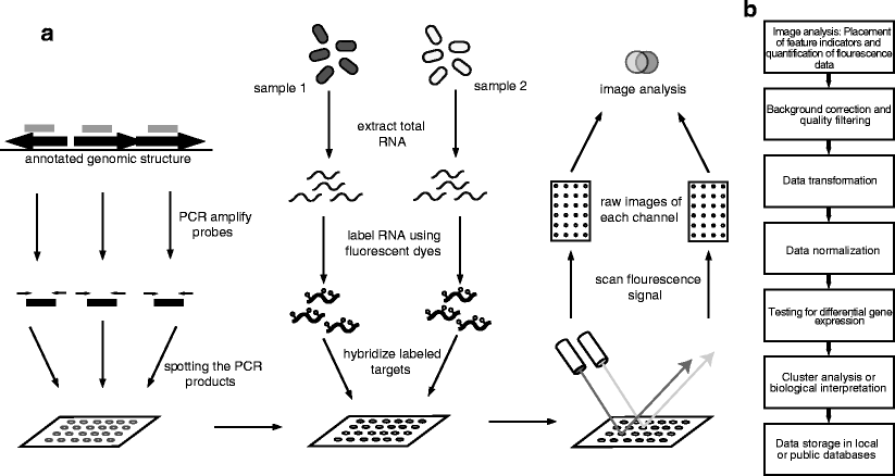 DNA microarray technology for the microbiologist: an overview ...