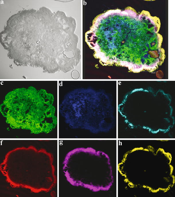 Staining of extracellular polymeric substances and cells in ...