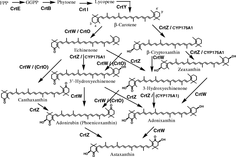 Characterization of two β-carotene ketolases, CrtO and CrtW, by ...