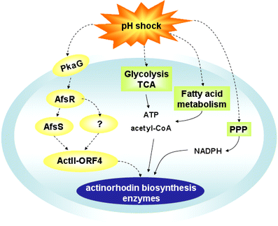 pH shock induces overexpression of regulatory and biosynthetic genes ...