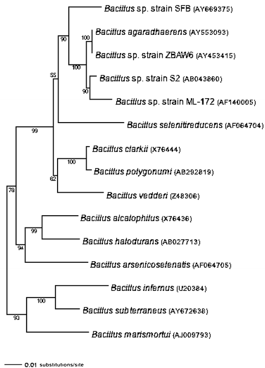 Alkaline iron(III) reduction by a novel alkaliphilic, halotolerant ...