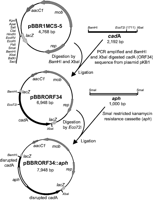 Transfer of megaplasmid pKB1 from the rubber-degrading bacterium ...