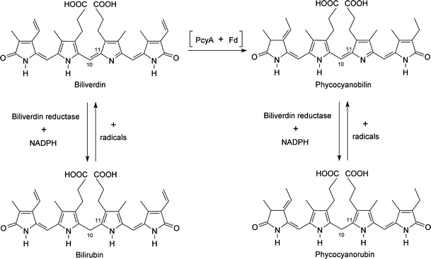 Production of phycocyanin—a pigment with applications in biology ...