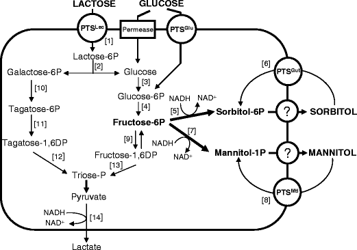 Perspectives of engineering lactic acid bacteria for biotechnological ...