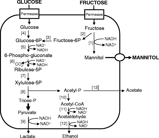Perspectives of engineering lactic acid bacteria for biotechnological ...