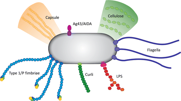 Prevention of bacterial adhesion | SpringerLink