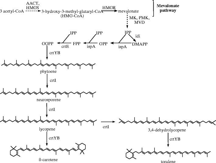 Biotechnological production of astaxanthin with Phaffia rhodozyma ...