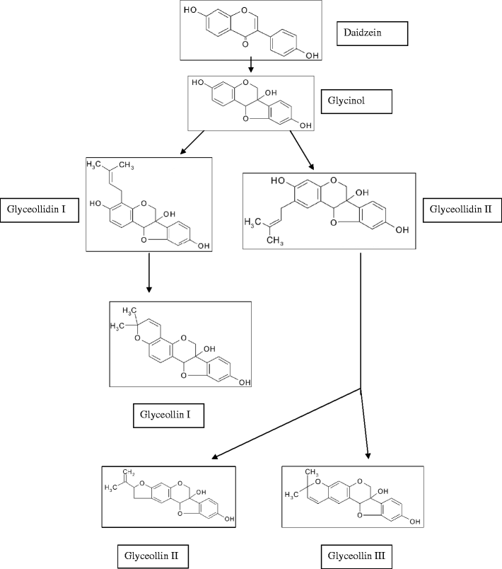 Glyceollin, a soybean phytoalexin with medicinal properties | SpringerLink