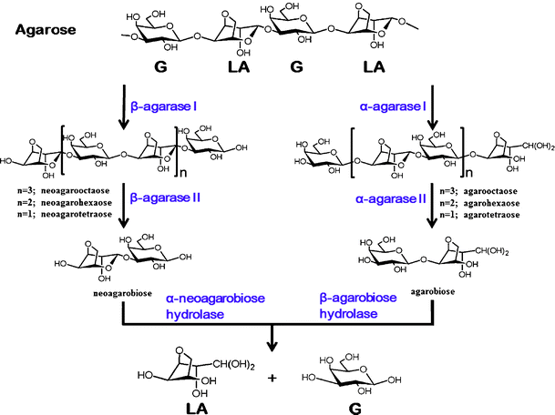 Agar degradation by microorganisms and agar-degrading enzymes ...