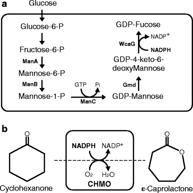 Effects of NADH kinase on NADPH-dependent biotransformation processes ...