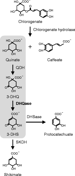 Overexpression of a type II 3-dehydroquinate dehydratase enhances the biotransformation of ...