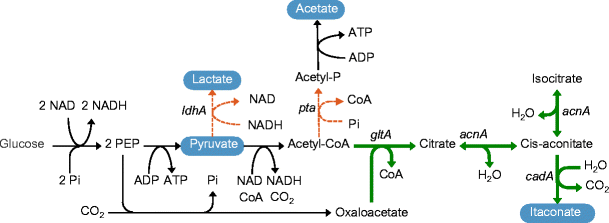 Metabolic engineering of itaconate production in Escherichia coli ...