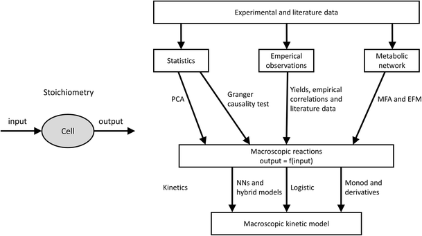 Macroscopic modeling of mammalian cell growth and metabolism | SpringerLink