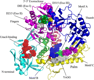 Archaeal DNA polymerases in biotechnology | SpringerLink