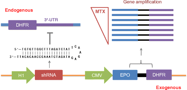 A single-plasmid vector for transgene amplification using short hairpin ...