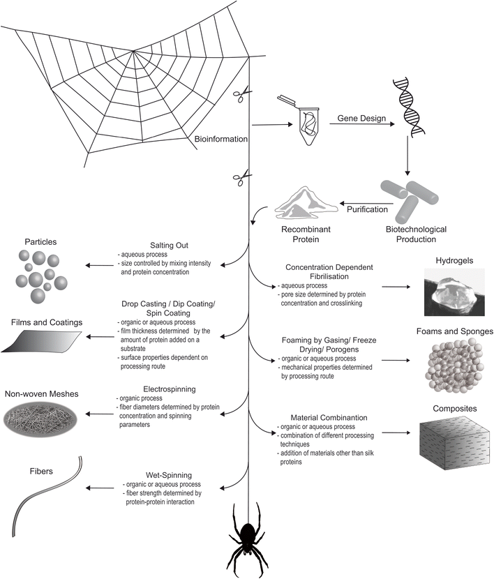 To spin or not to spin: spider silk fibers and more | SpringerLink
