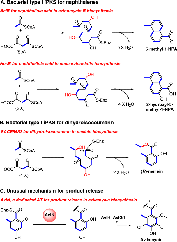 Iterative polyketide biosynthesis by modular polyketide synthases in bacteria | SpringerLink