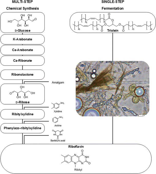 Biotechnology of riboflavin | SpringerLink