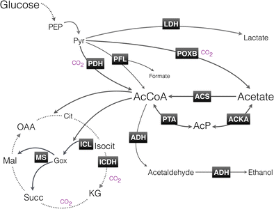 Acetate metabolism regulation in Escherichia coli: carbon overflow ...