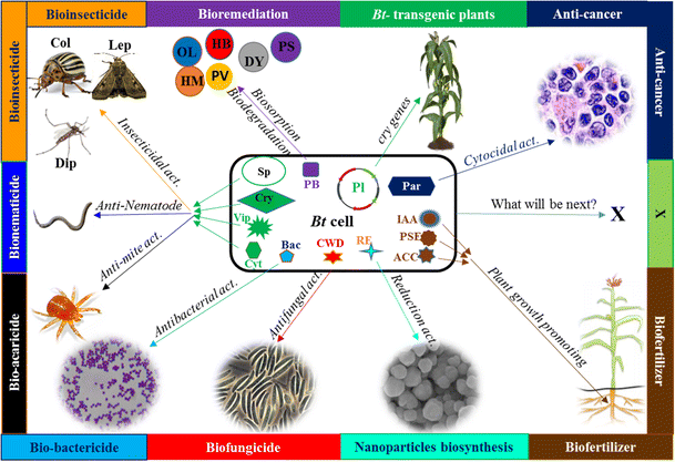 Bacillus Thuringiensis A Successful Insecticide With New Environmental Features And Tidings