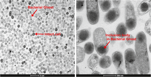 A novel method to recover inclusion body protein from recombinant E ...