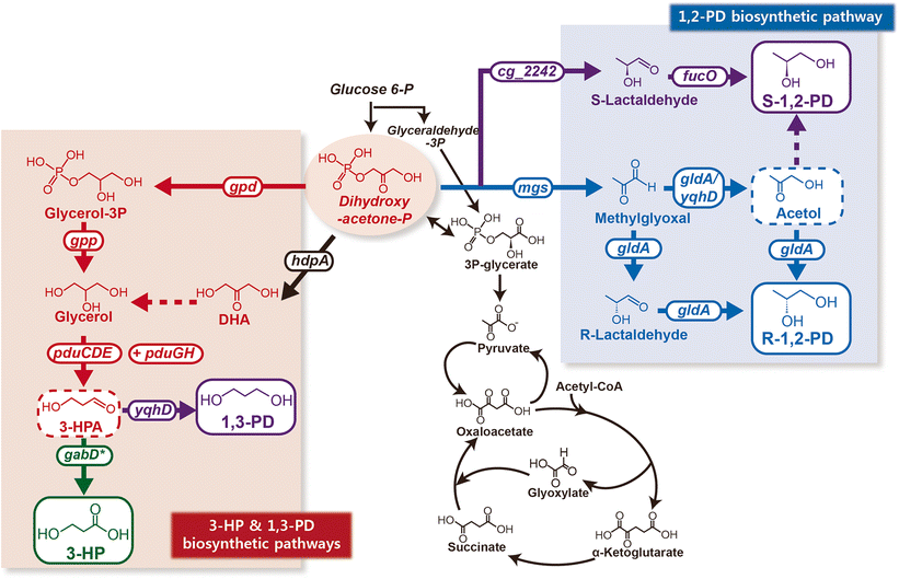 Metabolic engineering of Corynebacterium glutamicum for fermentative ...