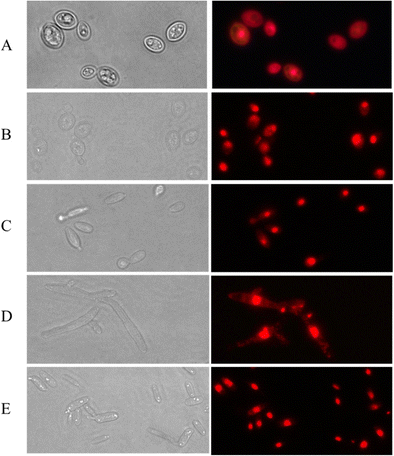 Cell permeability and nuclear DNA staining by propidium iodide in ...