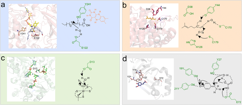 On the current role of hydratases in biocatalysis | SpringerLink
