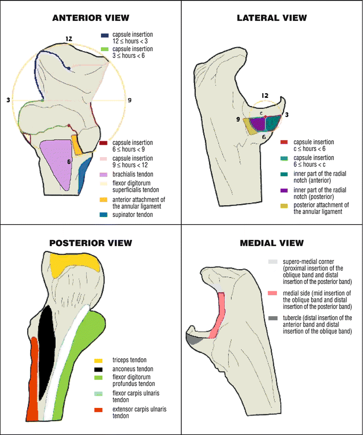 Pattern of osteophytes and enthesophytes in the proximal ulna: an ...