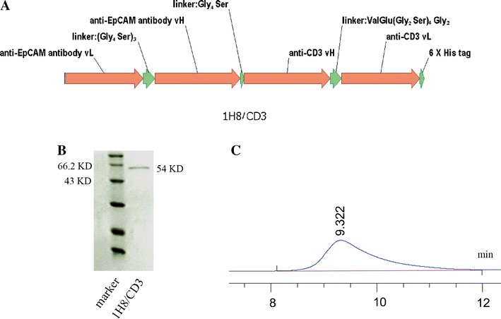 An EpCAM/CD3 bispecific antibody efficiently eliminates hepatocellular ...