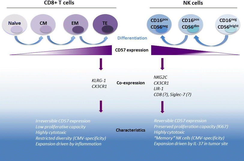 CD57 in human natural killer cells and T-lymphocytes | SpringerLink