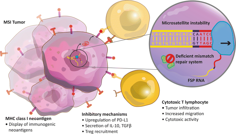 Opportunities for immunotherapy in microsatellite instable colorectal ...