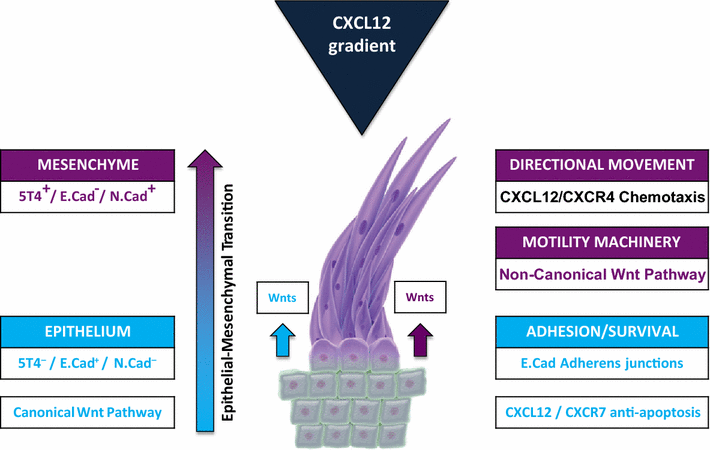 5T4 oncofoetal antigen: an attractive target for immune intervention in ...