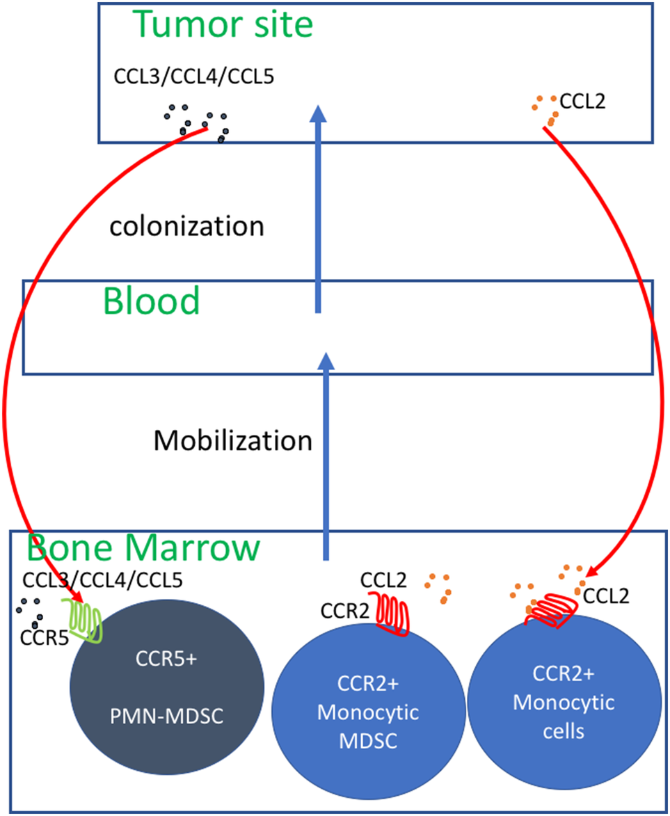 The role of CCR5 in directing the mobilization and biological function ...