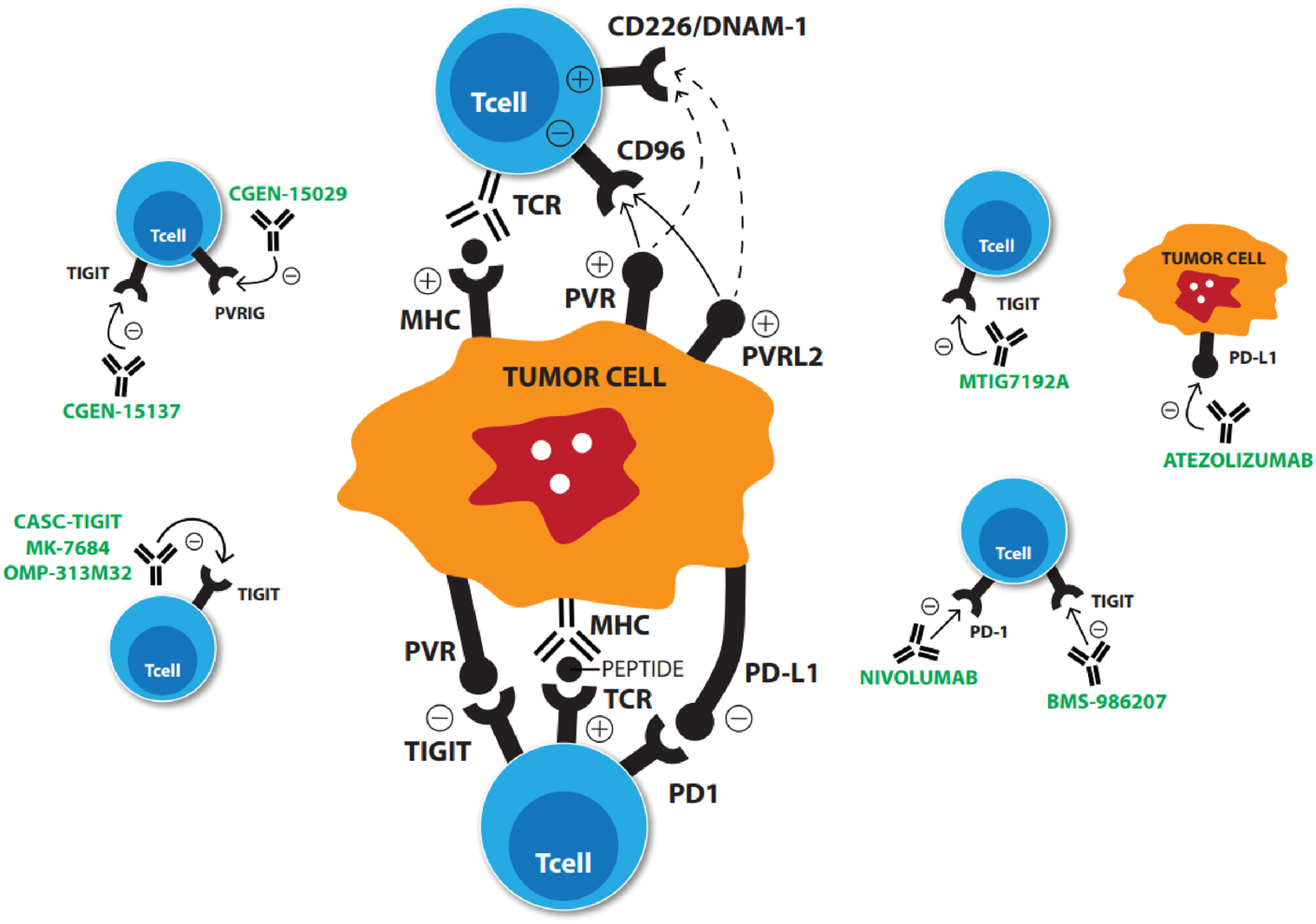 TIGIT: a novel immunotherapy target moving from bench to bedside ...
