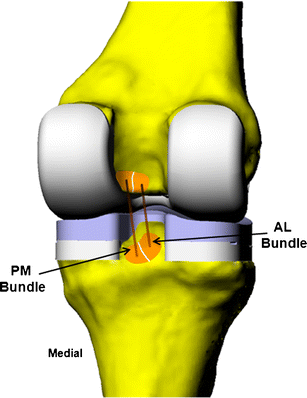 In vivo function of posterior cruciate ligament before and after ...