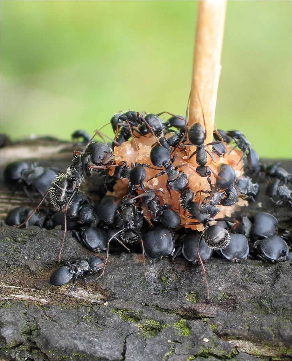 Discovery and defense define the social foraging strategy of ...