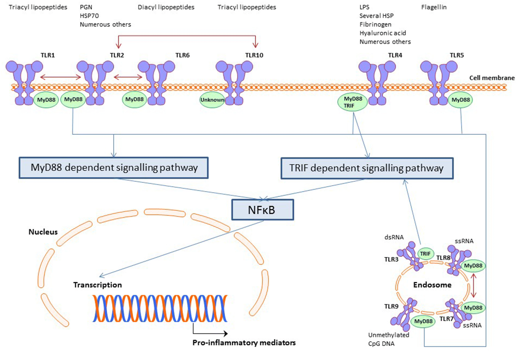 Toll-Like Receptors (TLRs) Expression in Contracted Capsules Compared ...