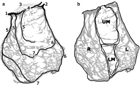 Omental anatomy of non-human primates | SpringerLink