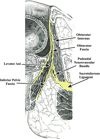 Anatomical and surgical considerations of the sacrotuberous ligament ...