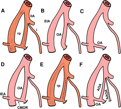 Anatomical considerations on the corona mortis | SpringerLink