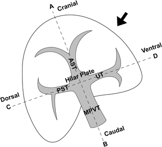 Ramification of Glisson’s sheath peripheral branches and clinical ...