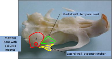 Temporomandibular joint model: anatomic and radiologic comparison ...