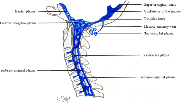 Contribution of embryology in the understanding of cervical venous ...