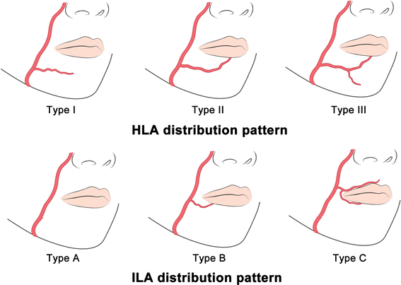 What is the difference between the inferior labial artery and the ...