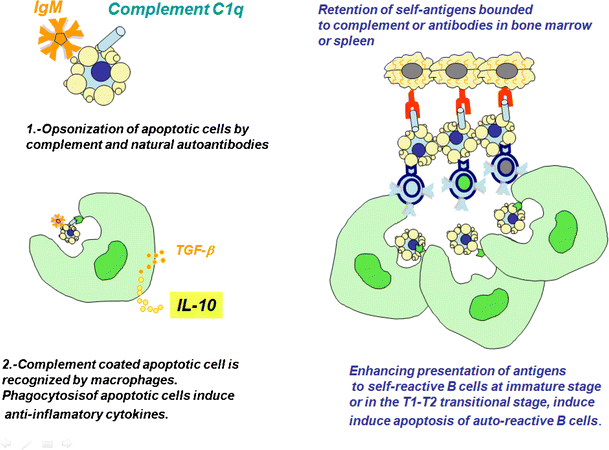 Immunological aspects in chronic lymphocytic leukemia (CLL) development ...