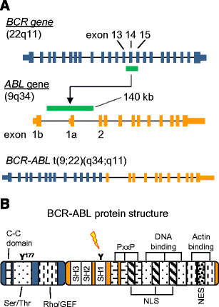 Natural course and biology of CML | SpringerLink